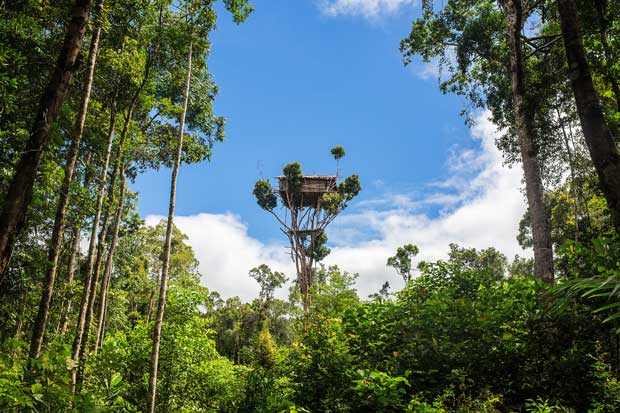 Korowai Tribe Tree Houses