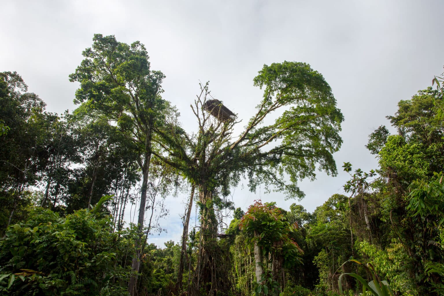 The Korowai tribe of Papua