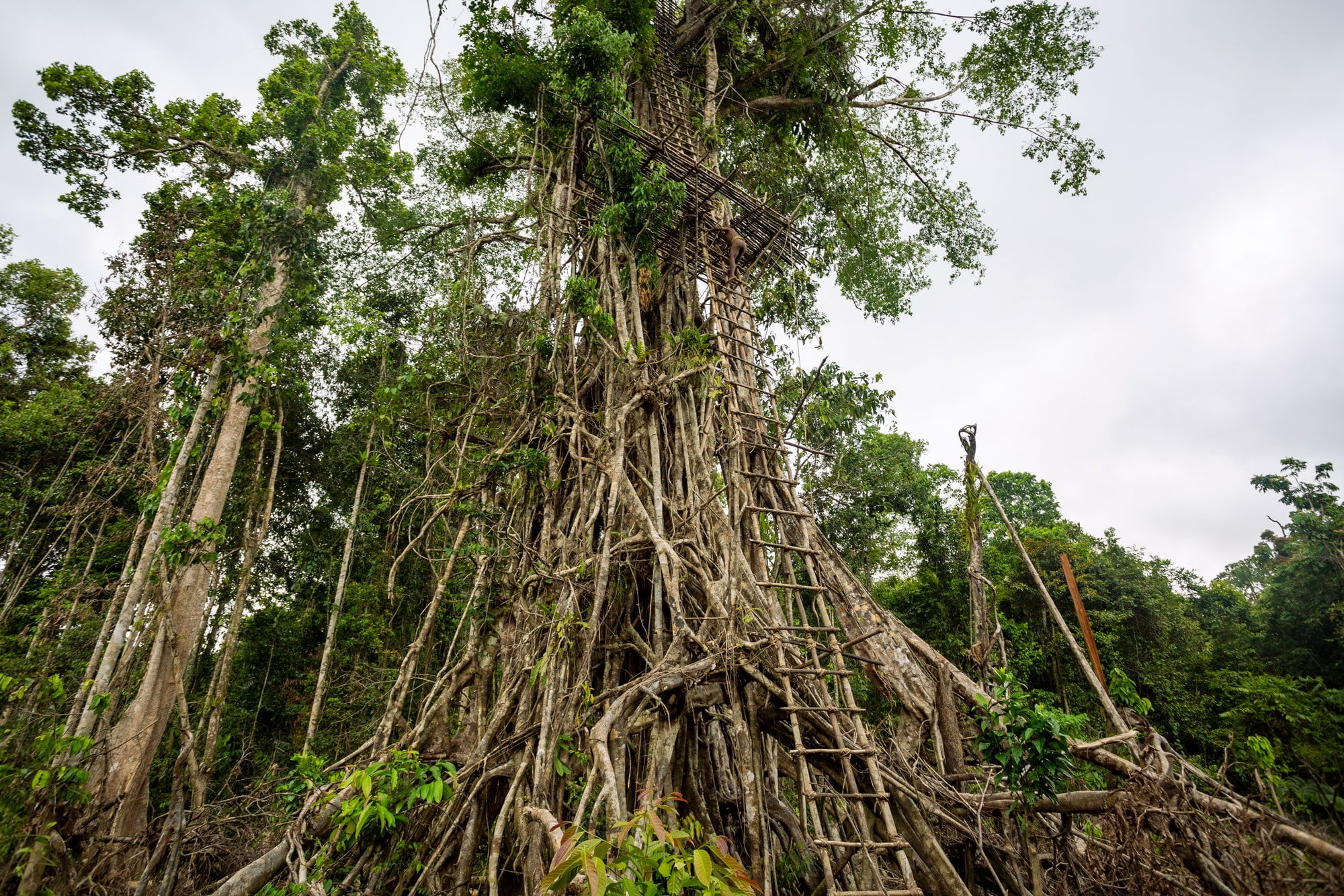 Les tribus Korowai de Papouasie