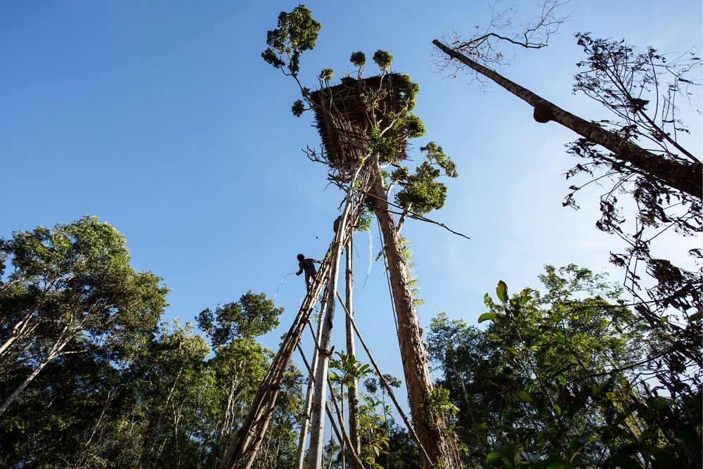 Papua in Figures - The Papua Blog