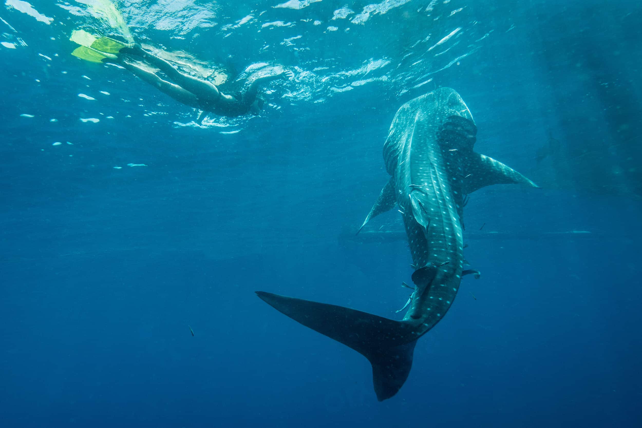 Nabire Whale Sharks - Papua Explorer