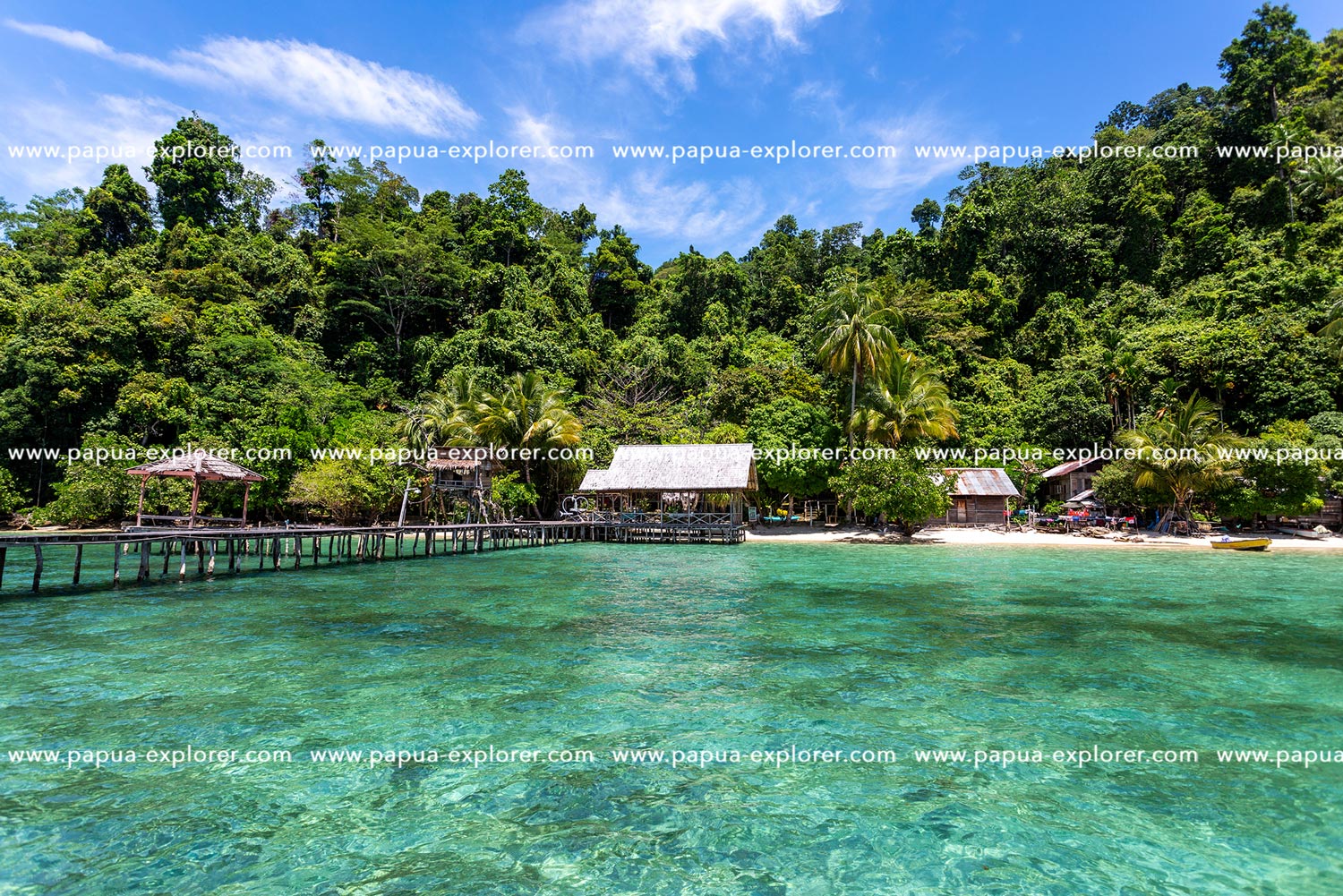 Nabire Whale Sharks - Papua Explorer