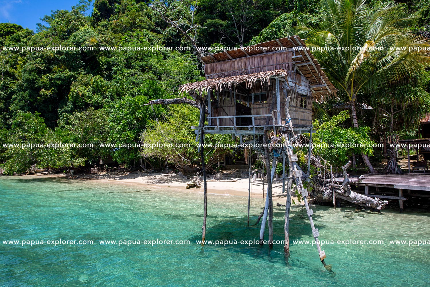 Walhaie von Nabire - Papua Explorer