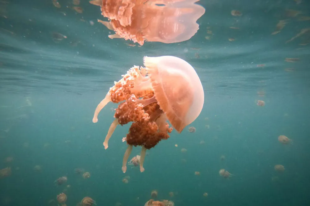 12-Day High-End Cruise from Maluku to Raja Ampat